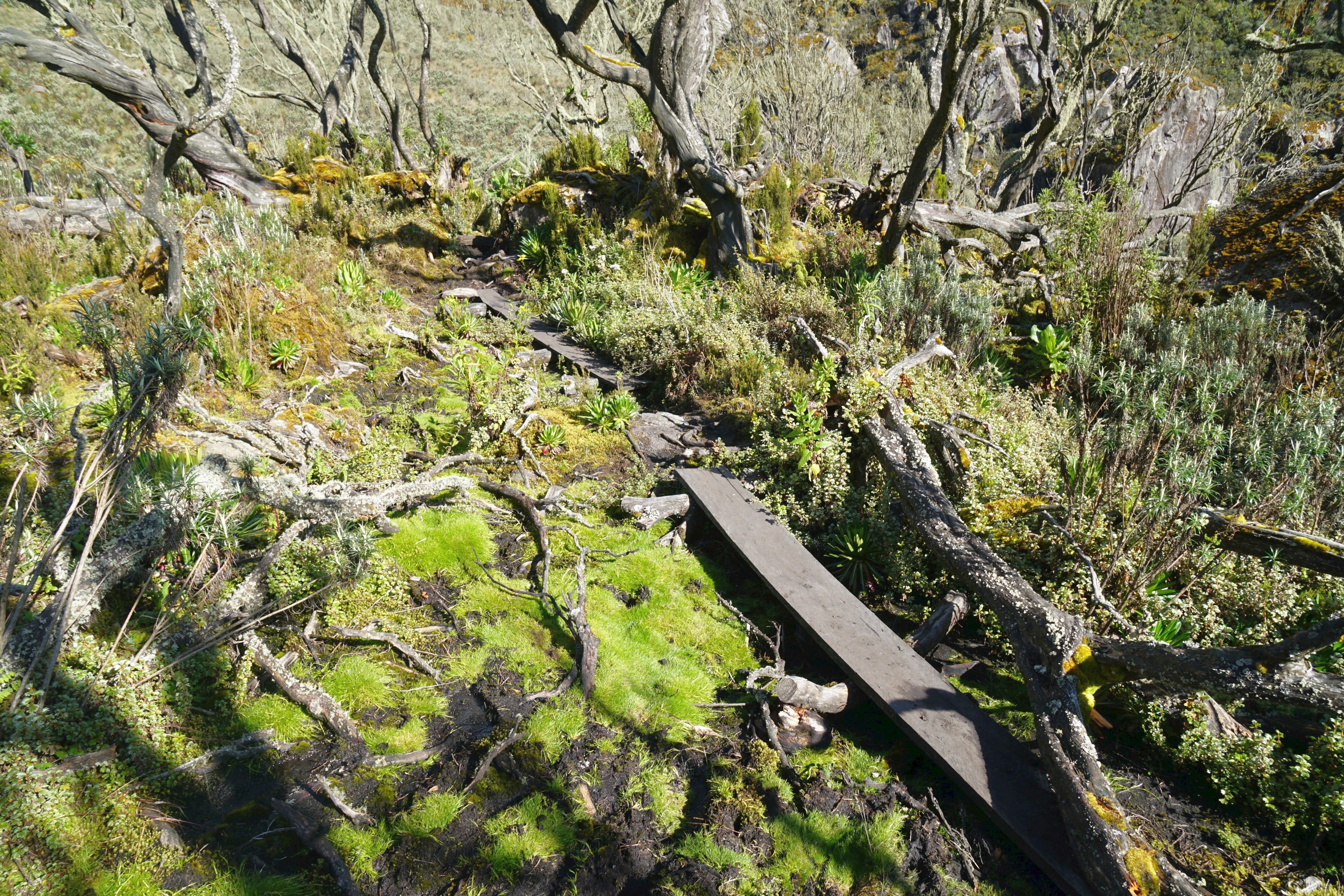 Rwenzori Mountains – Matinda Camp to Bugata Camp – Jonty travels…