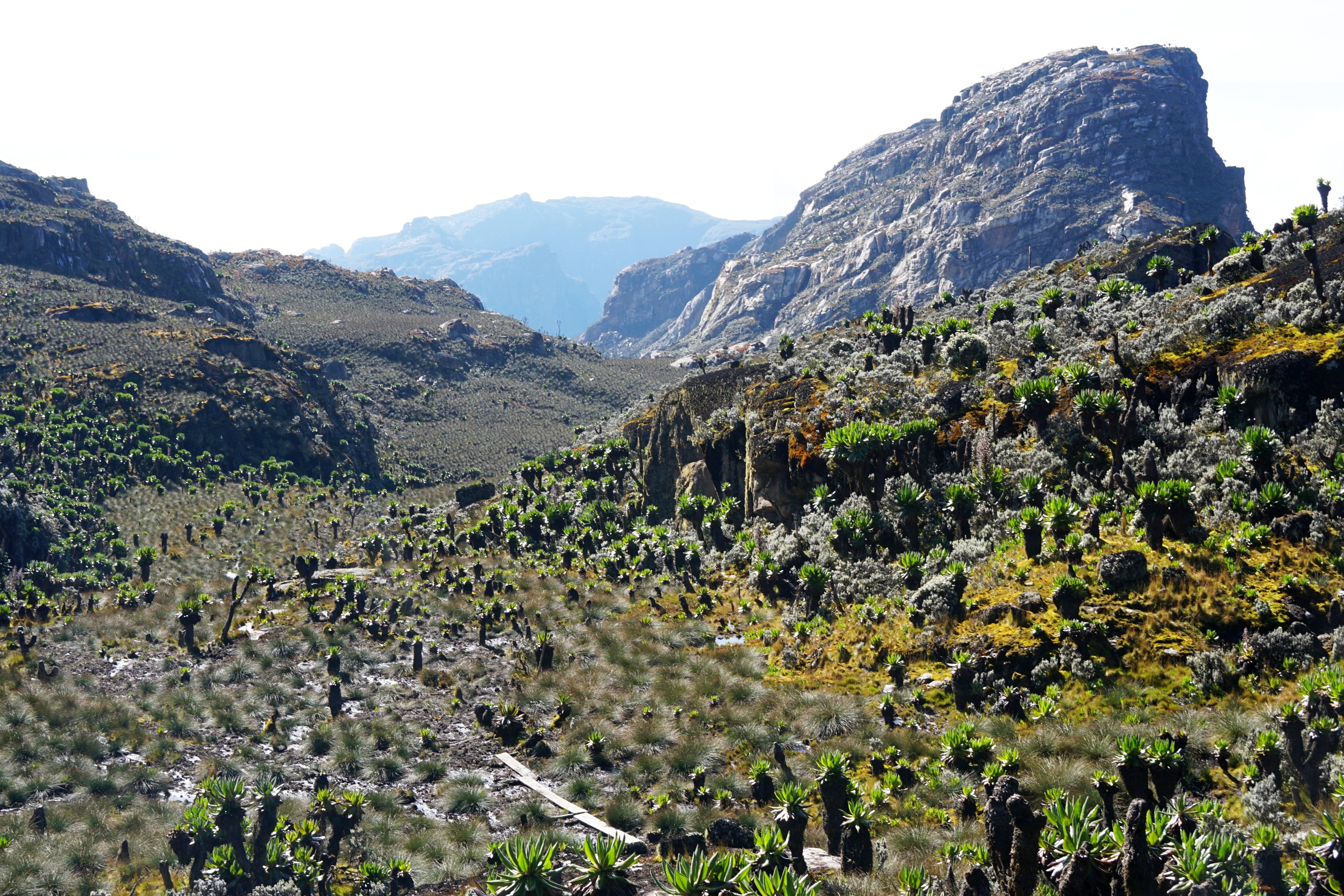 Rwenzori Mountains – Bugata Camp to Hunwick’s Camp – Jonty travels…