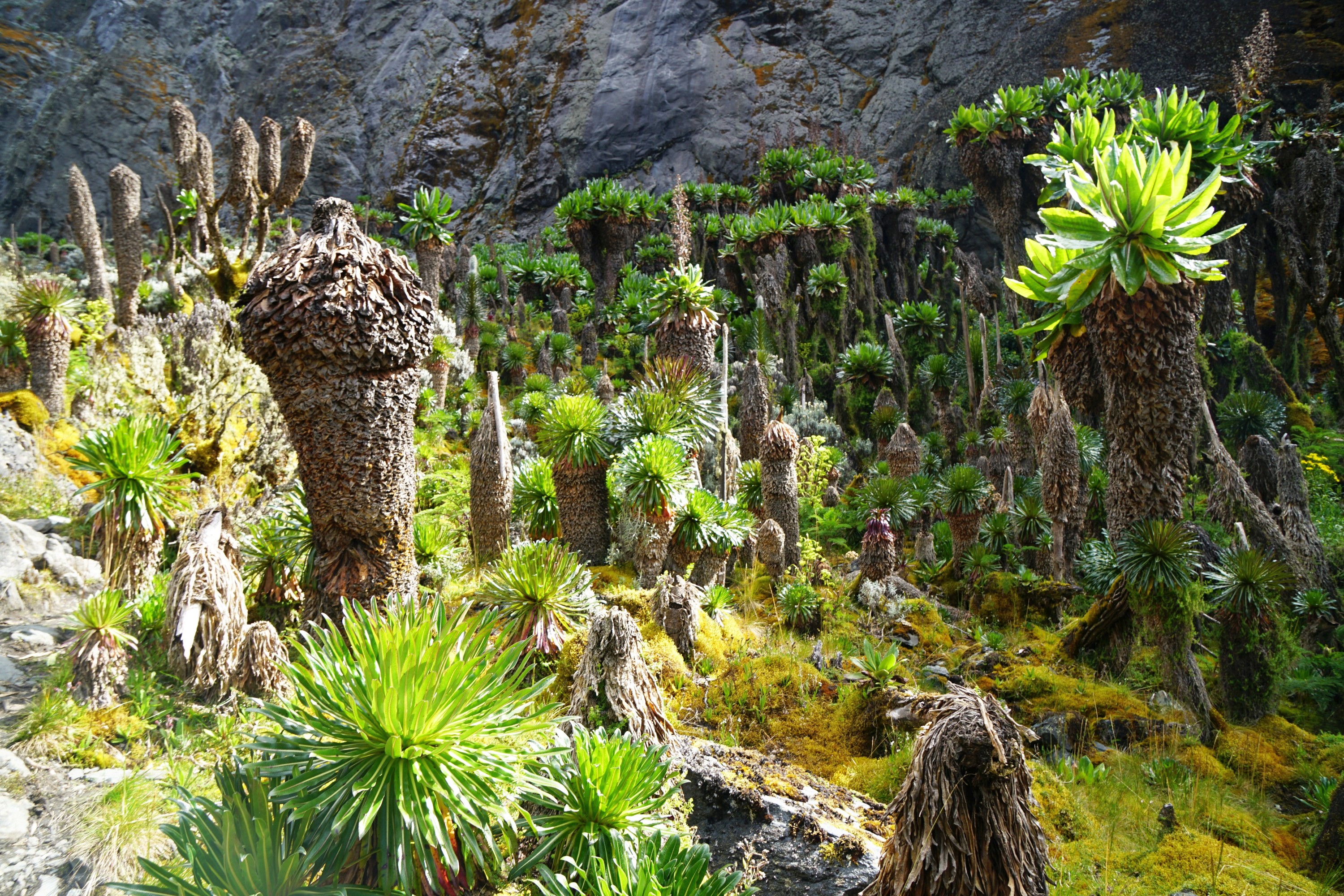Highlights of the Rwenzori Mountains – Jonty travels…