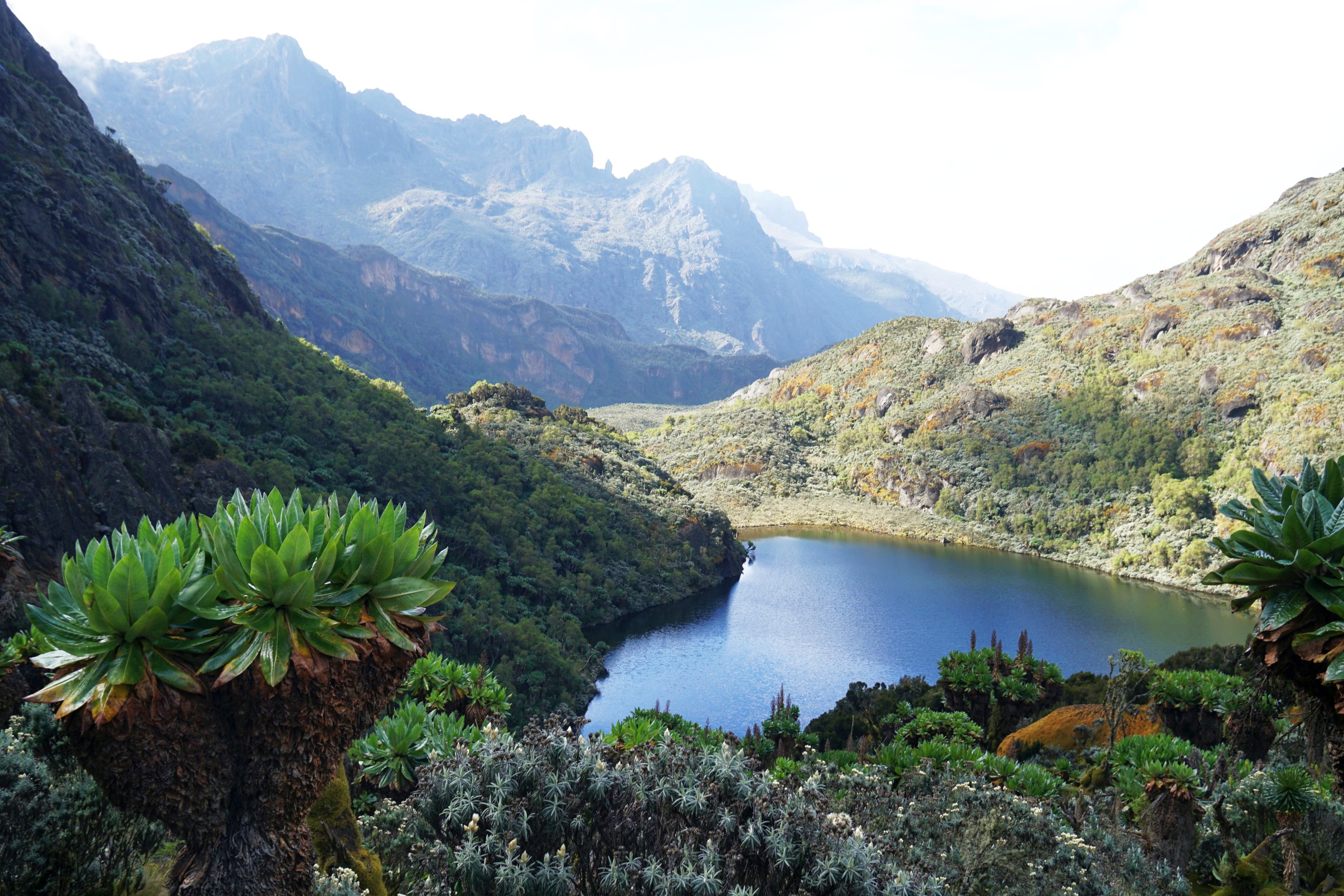 Rwenzori Mountains – Margarita Camp to Bugata Camp – Jonty travels…